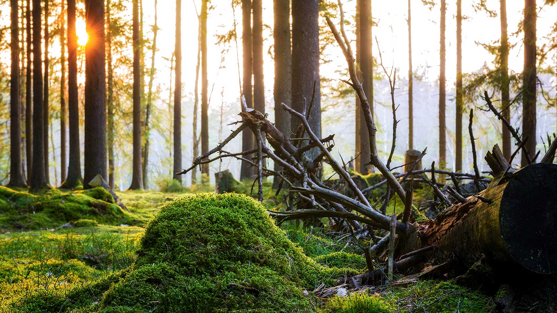 Mikä on puun merkitys tulevaisuudessa? | UPM Metsä