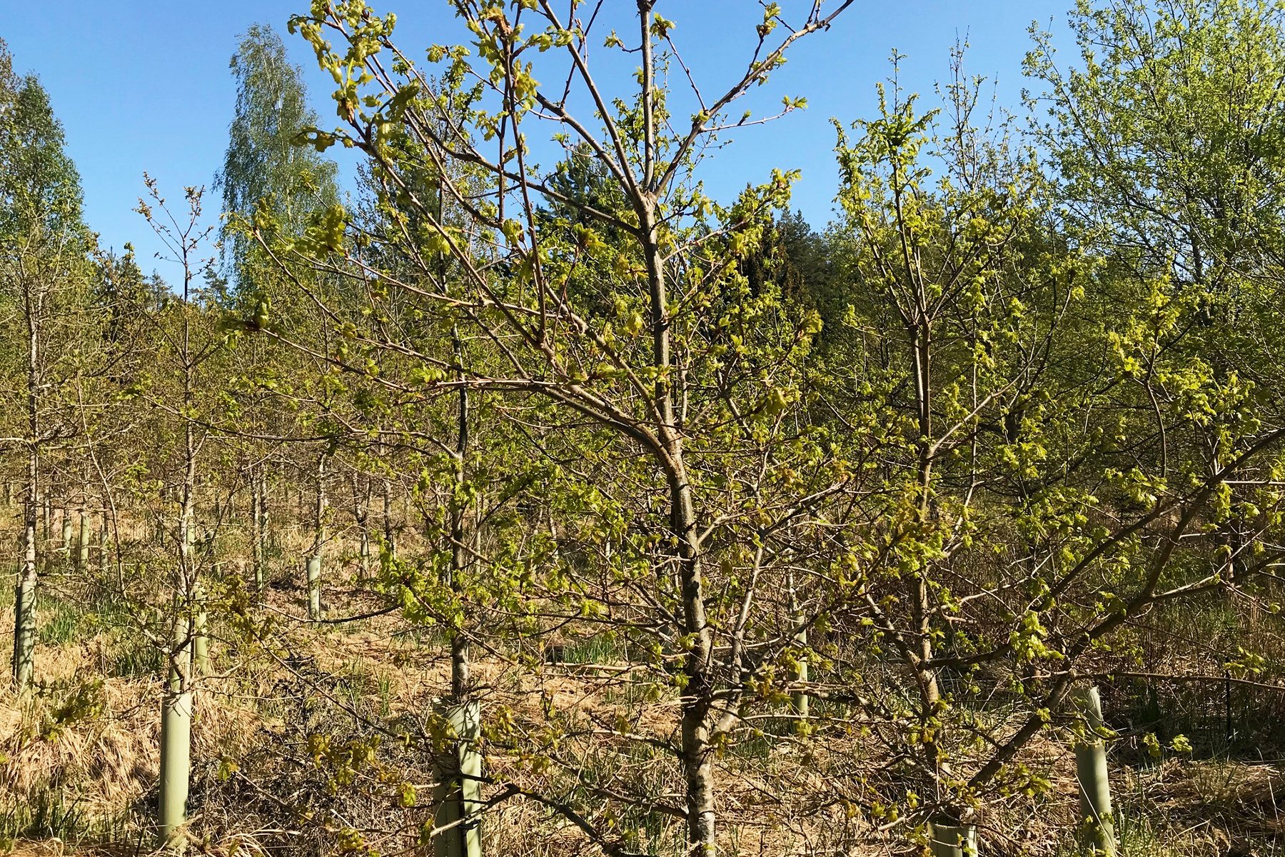Tammen istutus ja hoito | UPM Metsä