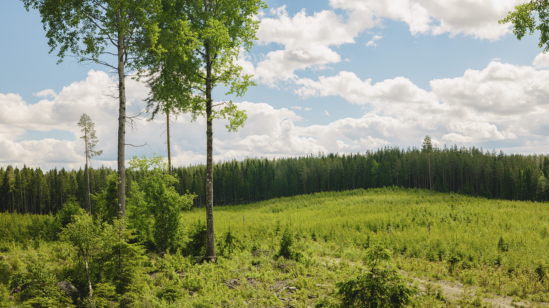 Suomalainen puu: Tulevaisuuden(kin) raaka-aine? | UPM Metsä