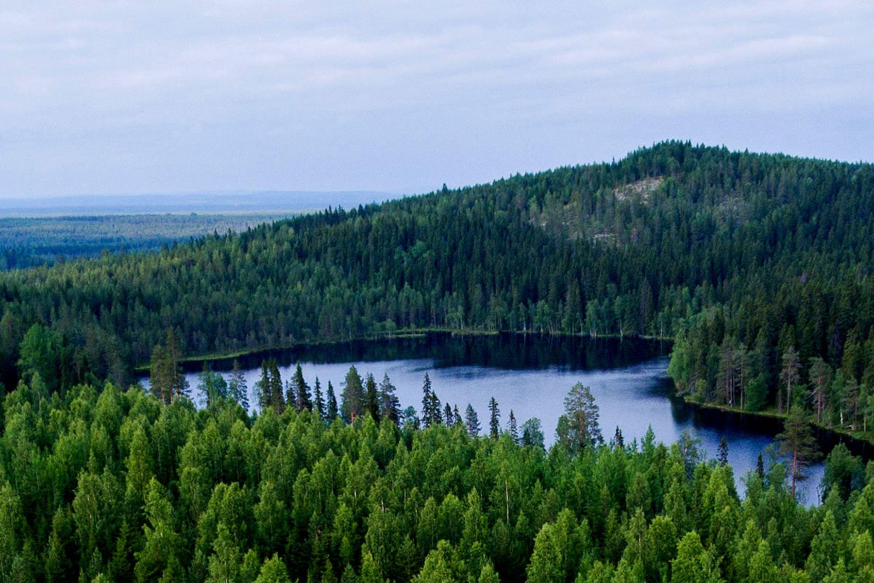 Vastuullisuus | UPM Metsä