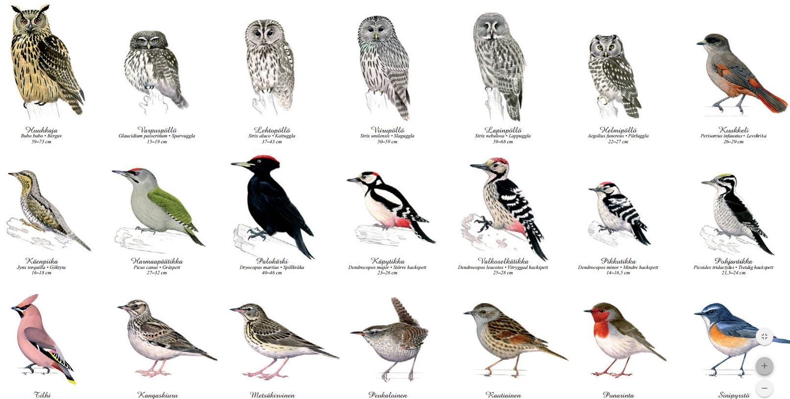 Metsiemme lintuja | UPM Metsä