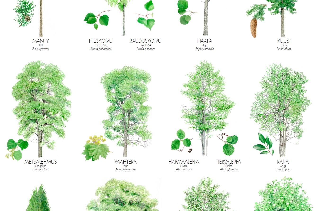 Metsiemme puita | UPM Metsä