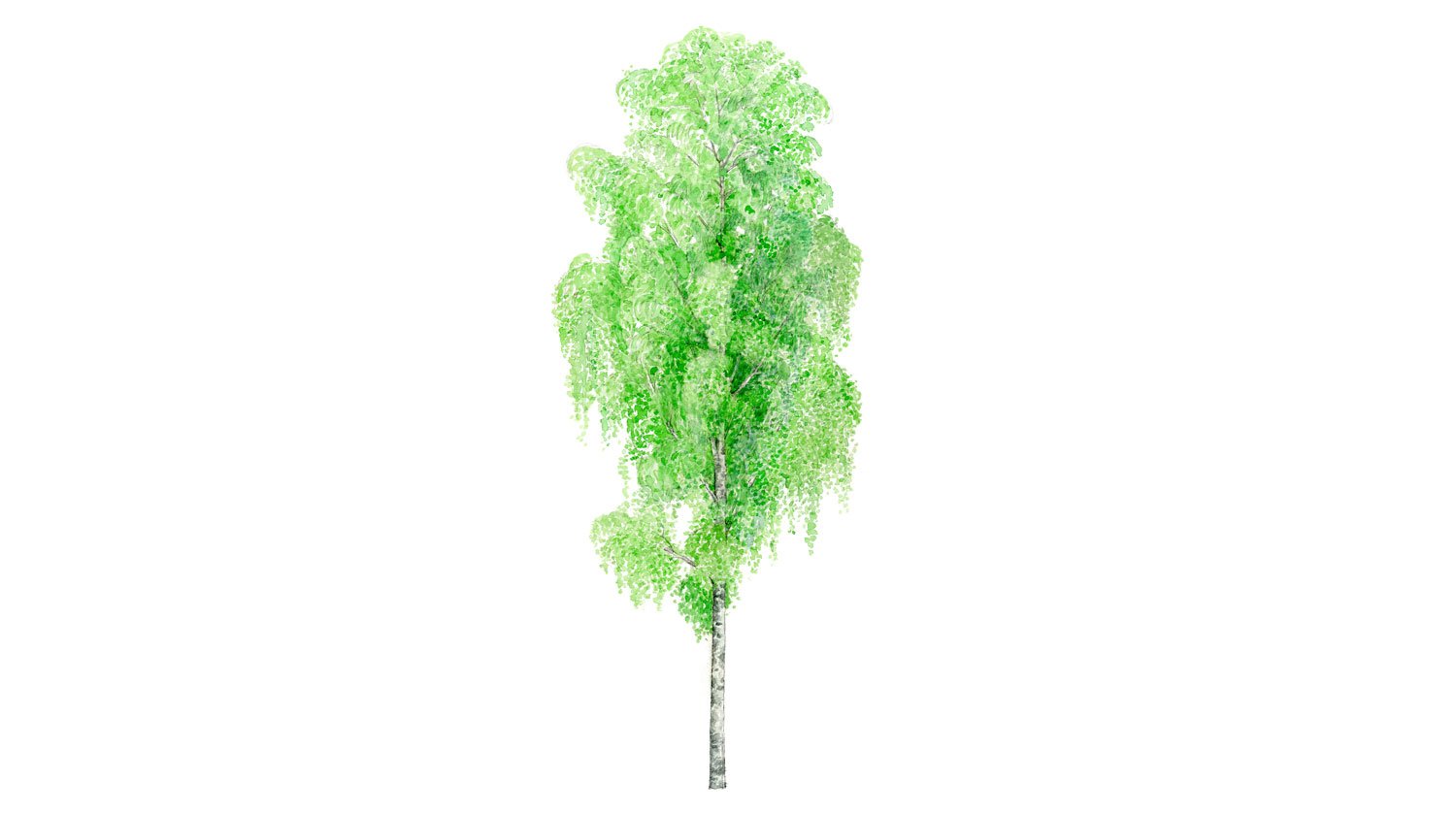 Millainen puulaji on rauduskoivu? | UPM Metsä