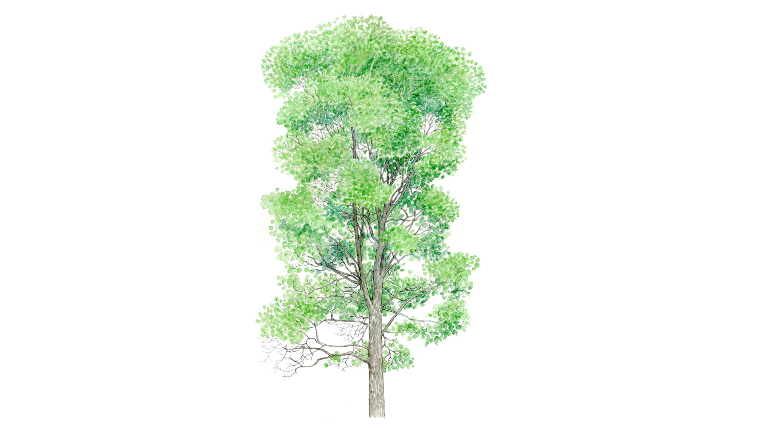 Vaahtera | UPM Metsä