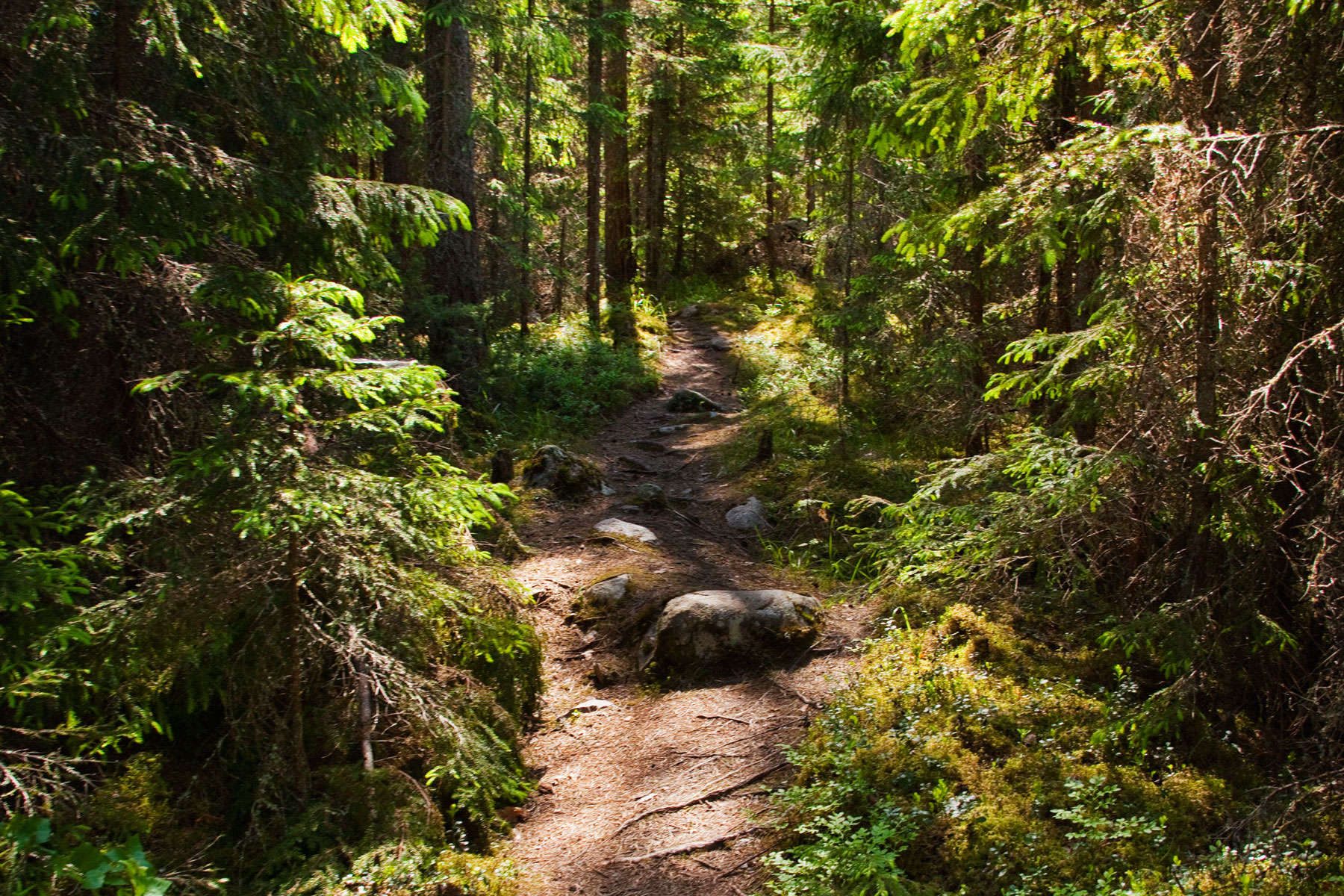 Nyt voit liittyä ilmaiseksi FSC®-ryhmäsertifiointiimme | UPM Metsä