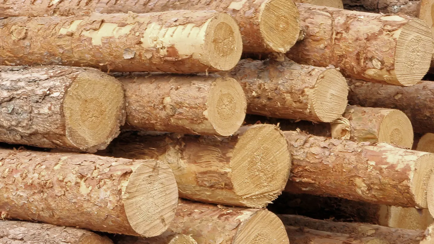 Puun myynnin verotus | UPM Metsä